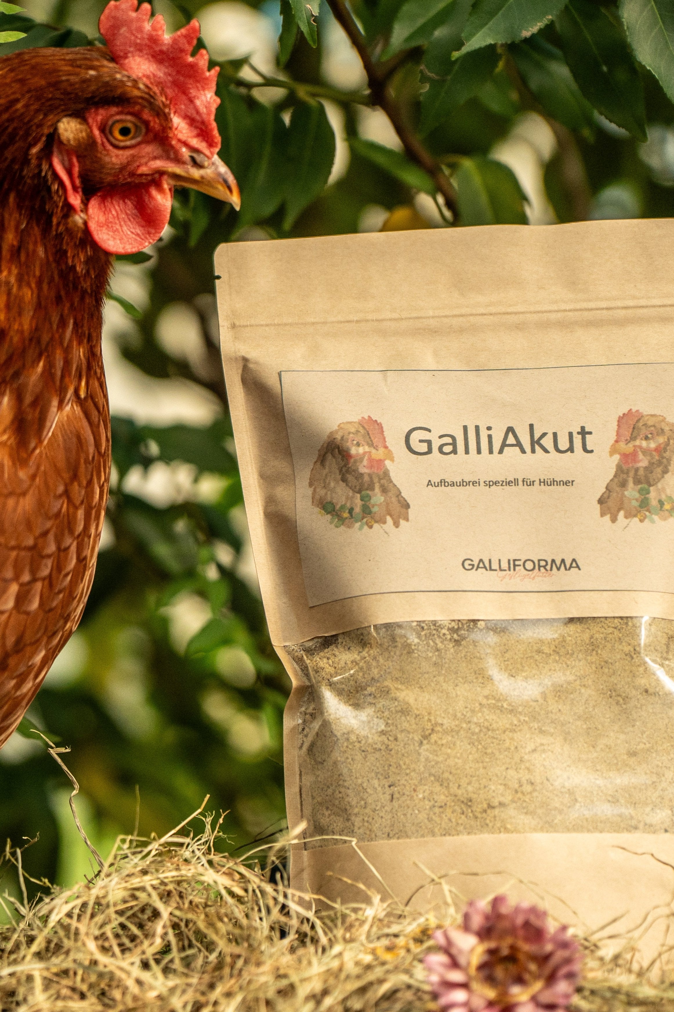 GalliAkut - der Brei speziell für Hühner – Galliforma- Shop
